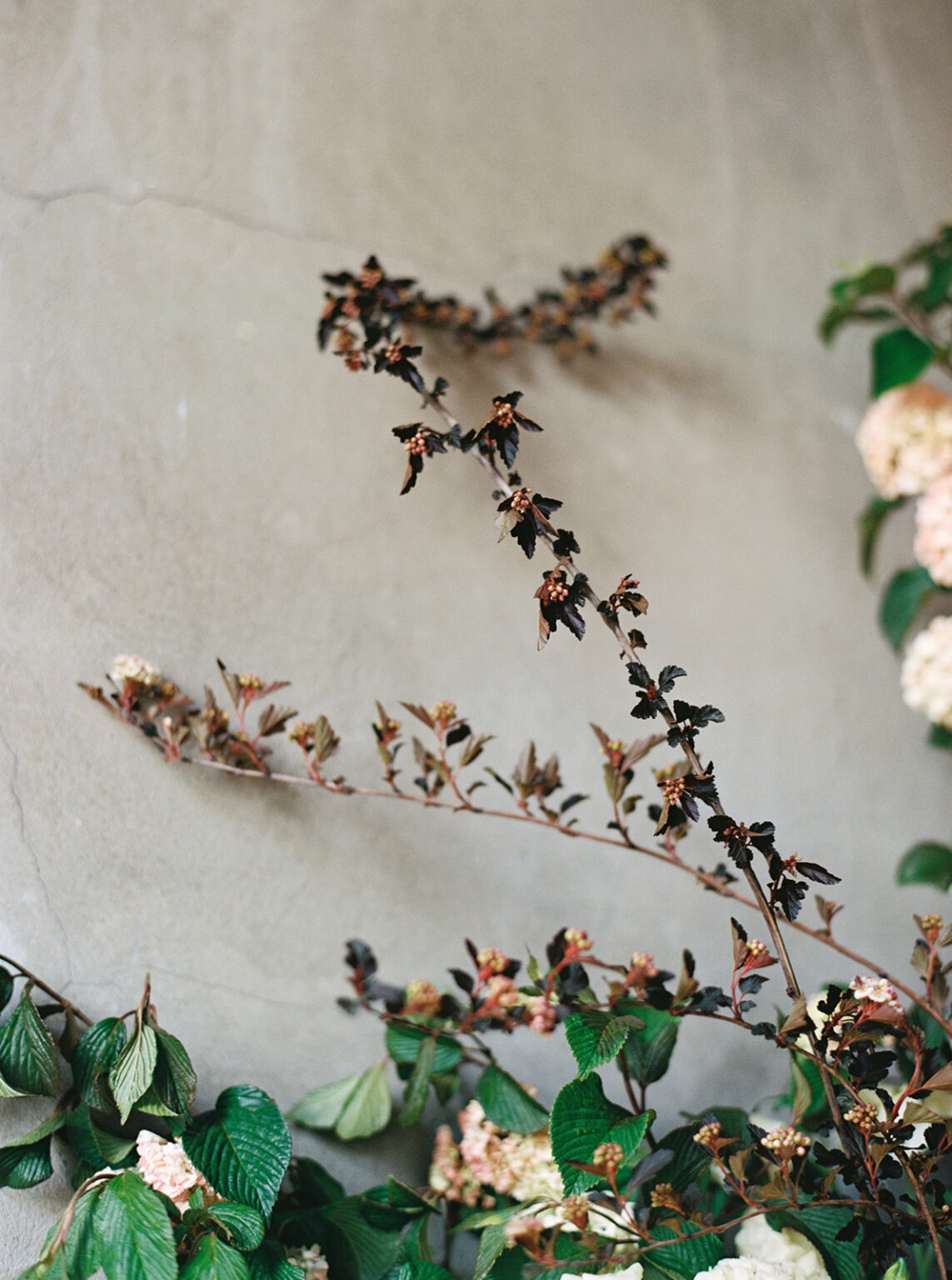 A Decadent Studio Branding Session with Old Frond Floral